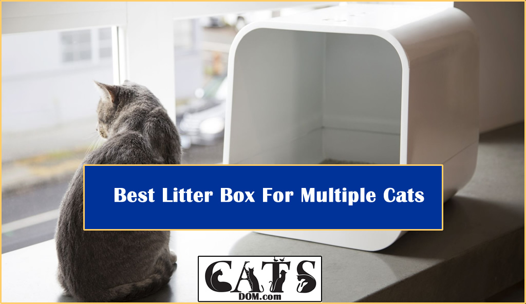 Review Of The Best Litter Box For Multiple Cats [2024]