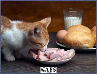 Can Cats Eat Ham? [Yes Maybe]