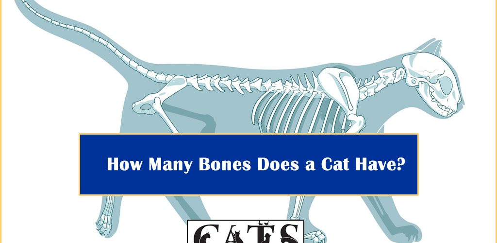 How Many Bones Does A Cat Have 2023 