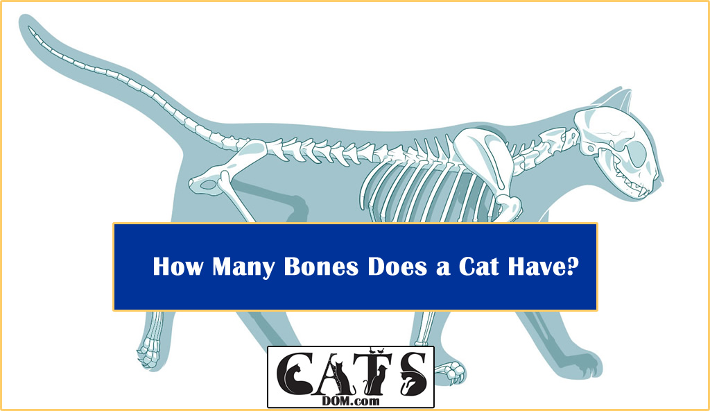 How Many Bones Does A Cat Have 2023 How Many Bones Does A Cat Have 2023