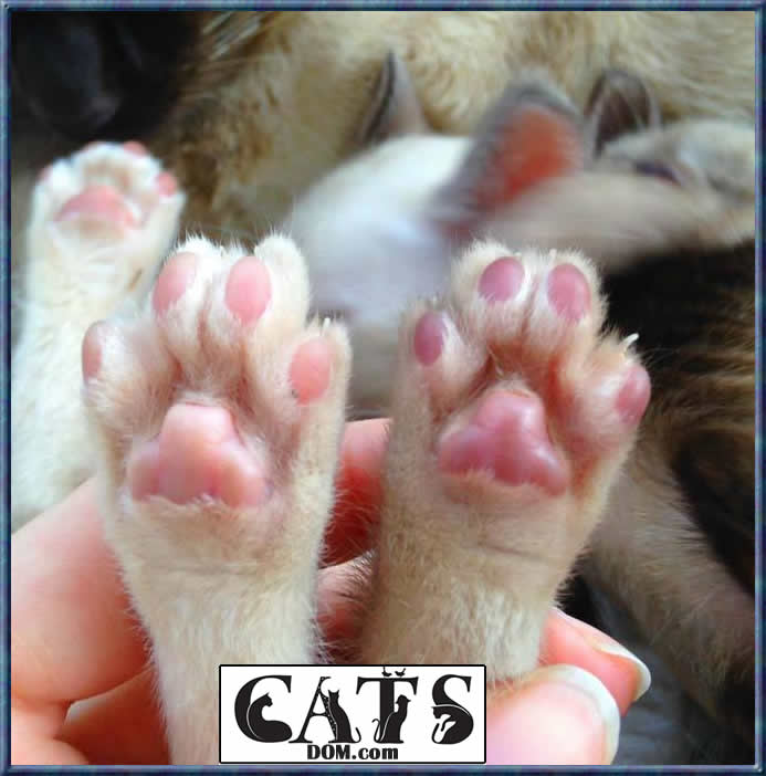 How Many Bones Does A Cat Have 2023 How Many Bones Does A Cat Have 2023