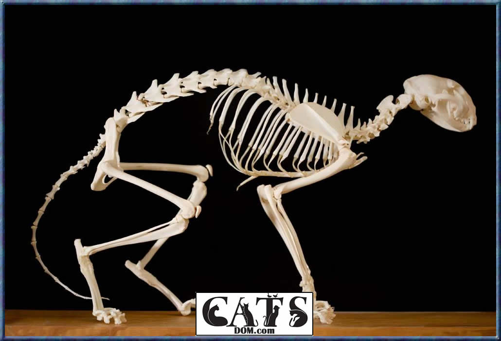 How Many Bones Does A Cat Have 2023 How Many Bones Does A Cat Have 2023