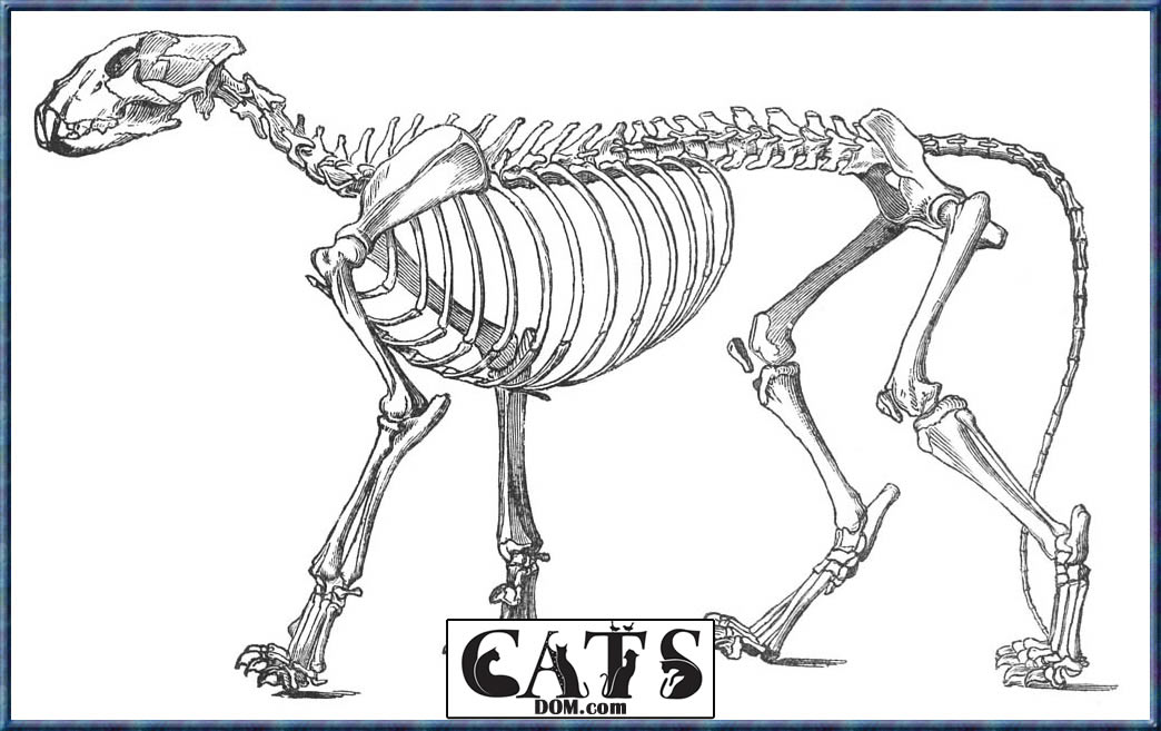 How Many Bones Does A Cat Have 2023 How Many Bones Does A Cat Have 2023