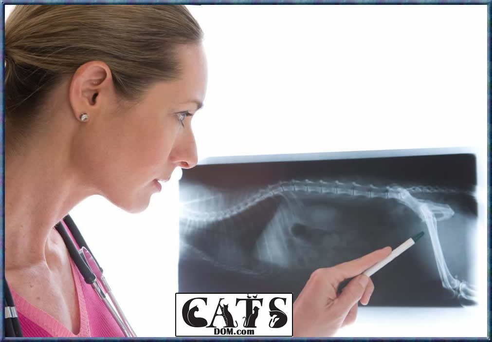 How Many Bones Does A Cat Have 2023 How Many Bones Does A Cat Have 2023