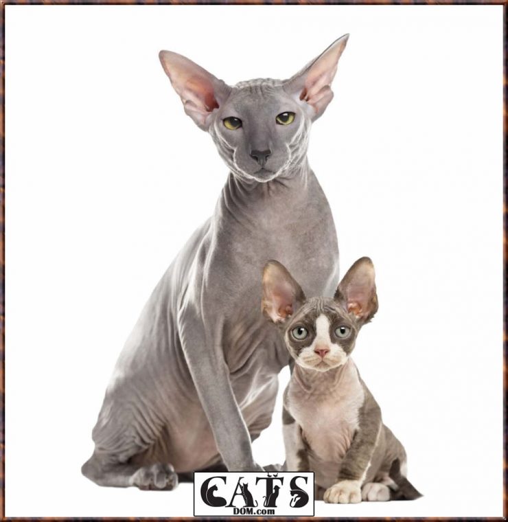 Guide to Sphinx Cat [2024]