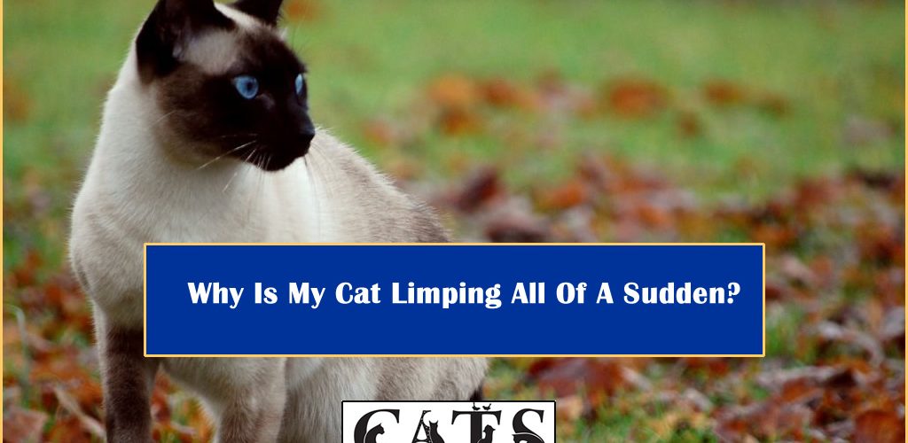 Why Is My Cat Limping All Of A Sudden 2024 Why Is My Cat Limping All Of A Sudden 2024