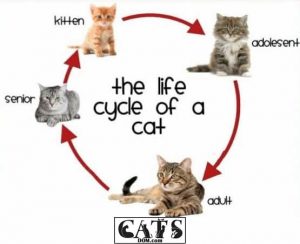 The Life Stages Of Cats: When Do Cats Stop Growing? [2024]