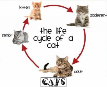 The Life Stages Of Cats: When Do Cats Stop Growing? [2024]