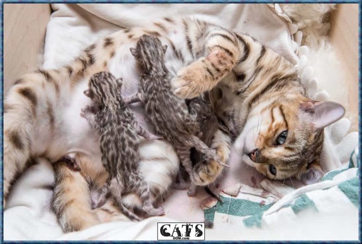 Bengal Cat Guide [2024]